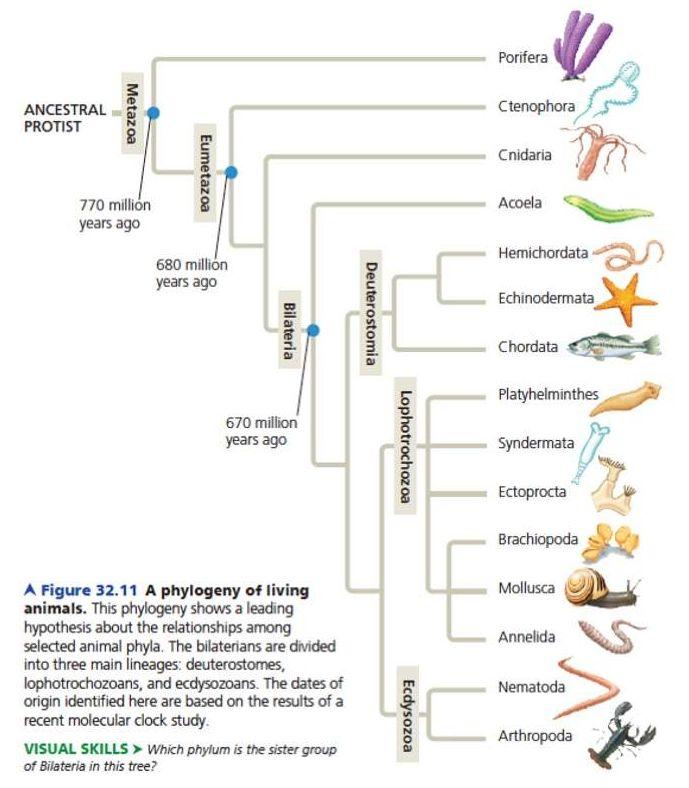 Solved Porifera ANCESTRAL PROTIST Metazoa Ctenophora | Chegg.com