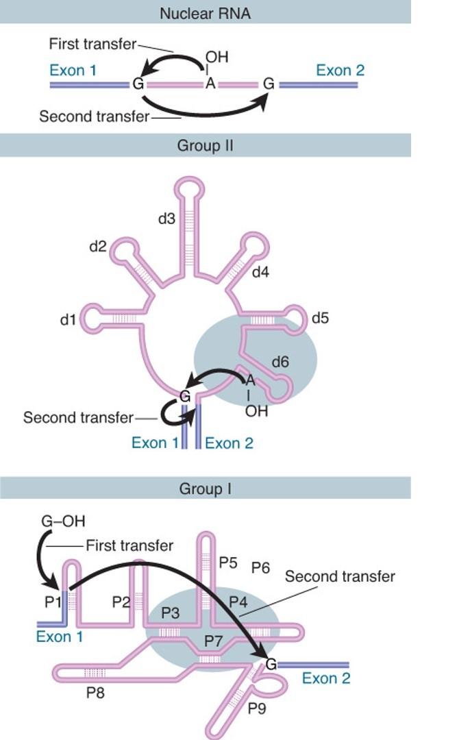 Solved We know that eukaryotic protein coding genes have | Chegg.com