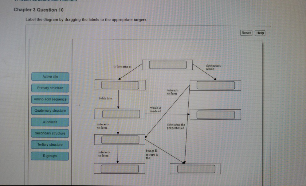 Solved Chapter 3 Question 10 Label the diagram by dragging | Chegg.com