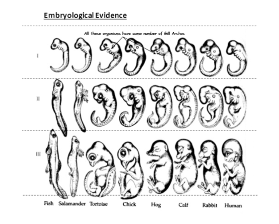Fish Embryo Vs Human Embryo