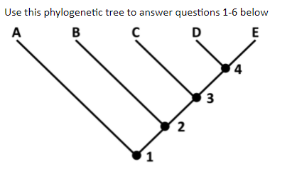 Solved Use this phylogenetic tree to answer questions 1-6 | Chegg.com