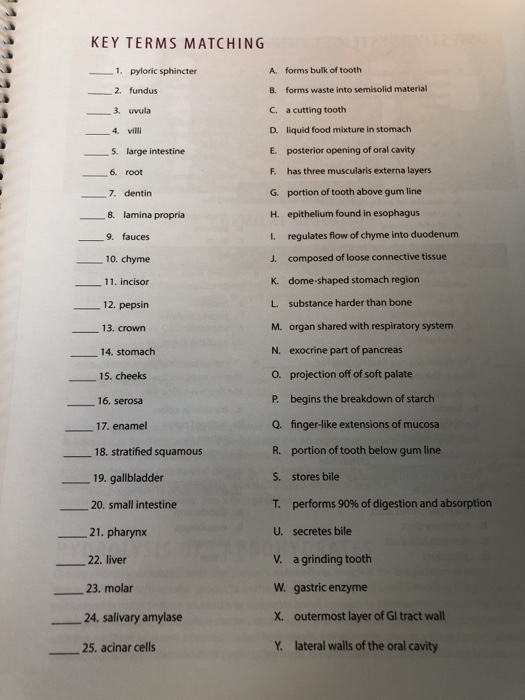 Solved KEY TERMS MATCHING A. forms bulk of tooth B. forms | Chegg.com