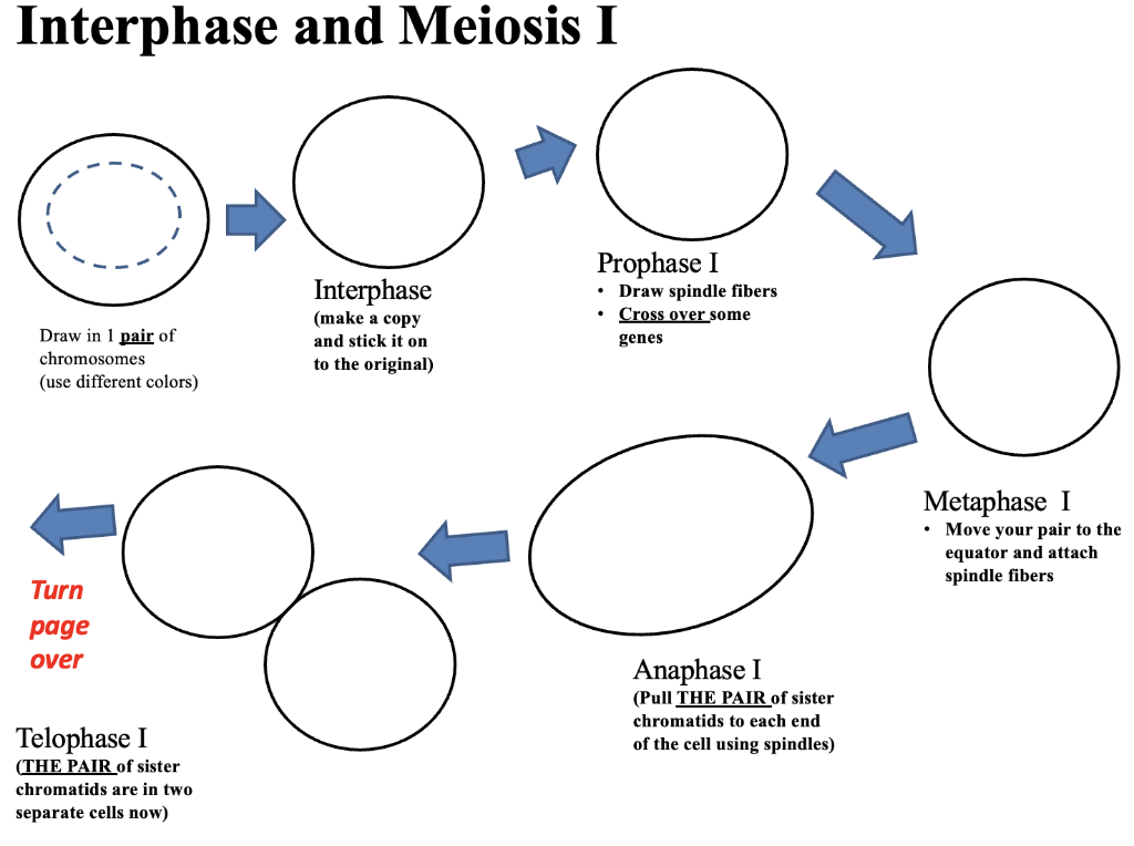 Solved Interphase and Meiosis I Prophase I - Draw spindle | Chegg.com