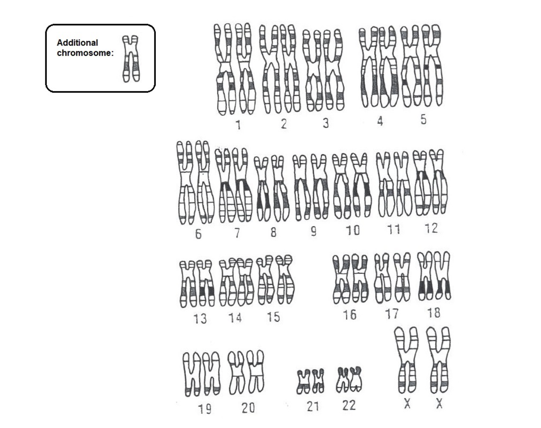 Solved 1. Considering the karyotype with the additional | Chegg.com