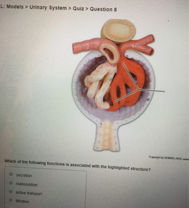 Solved: PAL: Models > Urinary System > Quiz> Question4 Whi... | Chegg.com