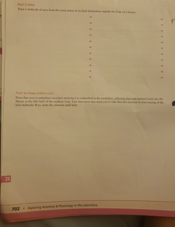 Solved Part 3 Urea Trace a molecule of urea from the renal | Chegg.com
