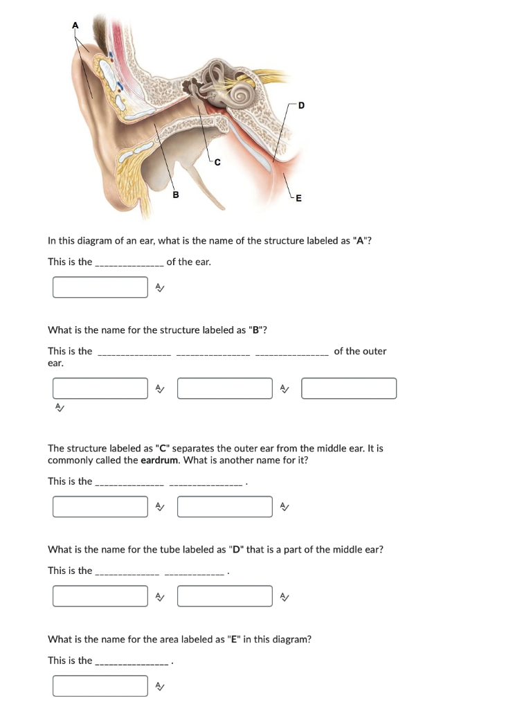 Solved In this diagram of an ear, what is the name of the | Chegg.com