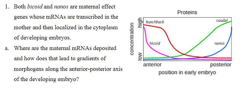 Solved Proteins hunchback caudal 1. Both bicoid and nanos | Chegg.com