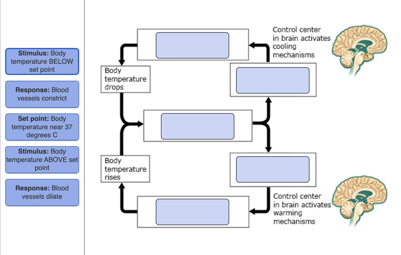 Solved Control center in brain activates cooling mechanisms | Chegg.com