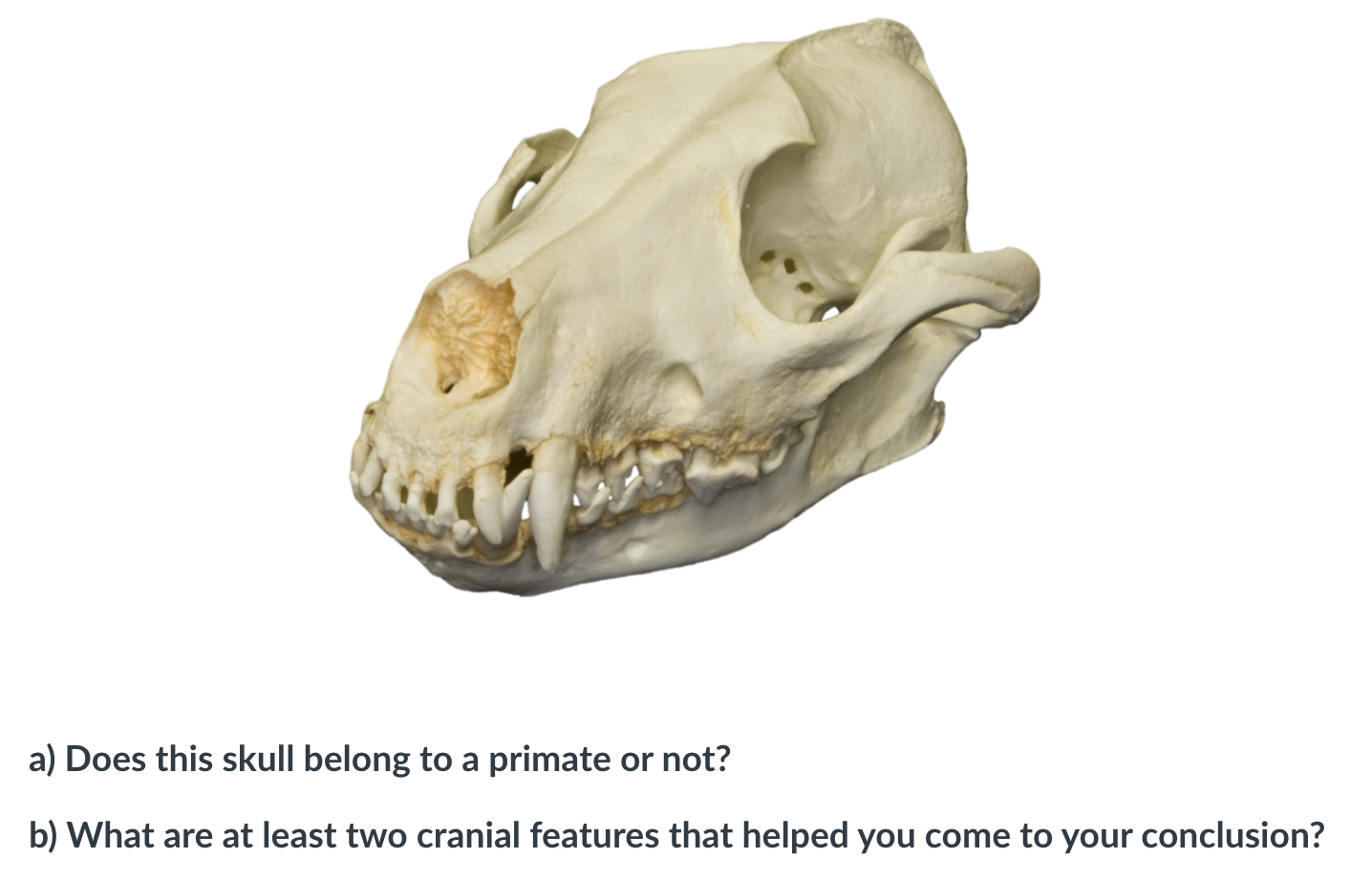 Solved a) Does this skull belong to a primate or not? b) | Chegg.com