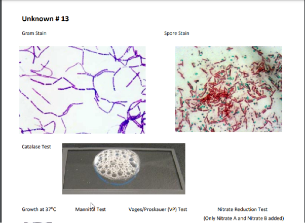 Solved Biochemical Unknown (50 points) Name: Unknown | Chegg.com