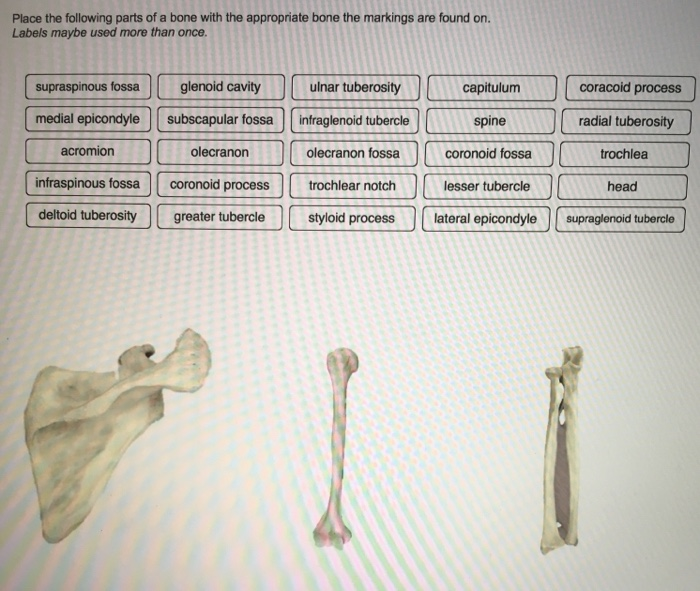 Solved Place the following parts of a bone with the | Chegg.com