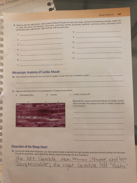 Solved 447 Review Sheet 30 tic valve, left atrium, left | Chegg.com