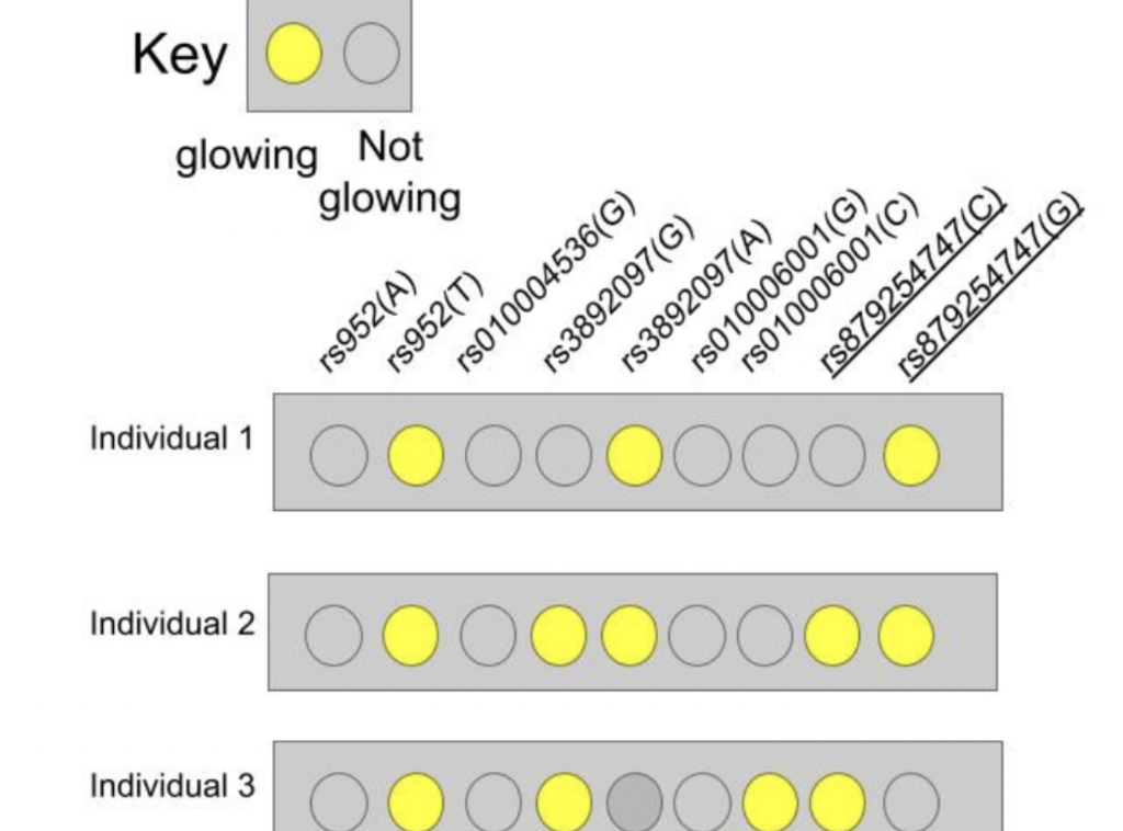 Solved Based on the SNP-chip genetic test shown above, which | Chegg.com