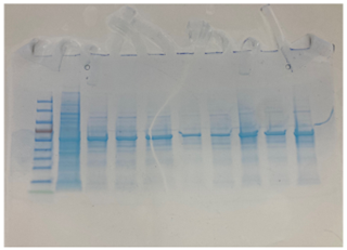 Solved provide an analysis of this sds page gel following | Chegg.com