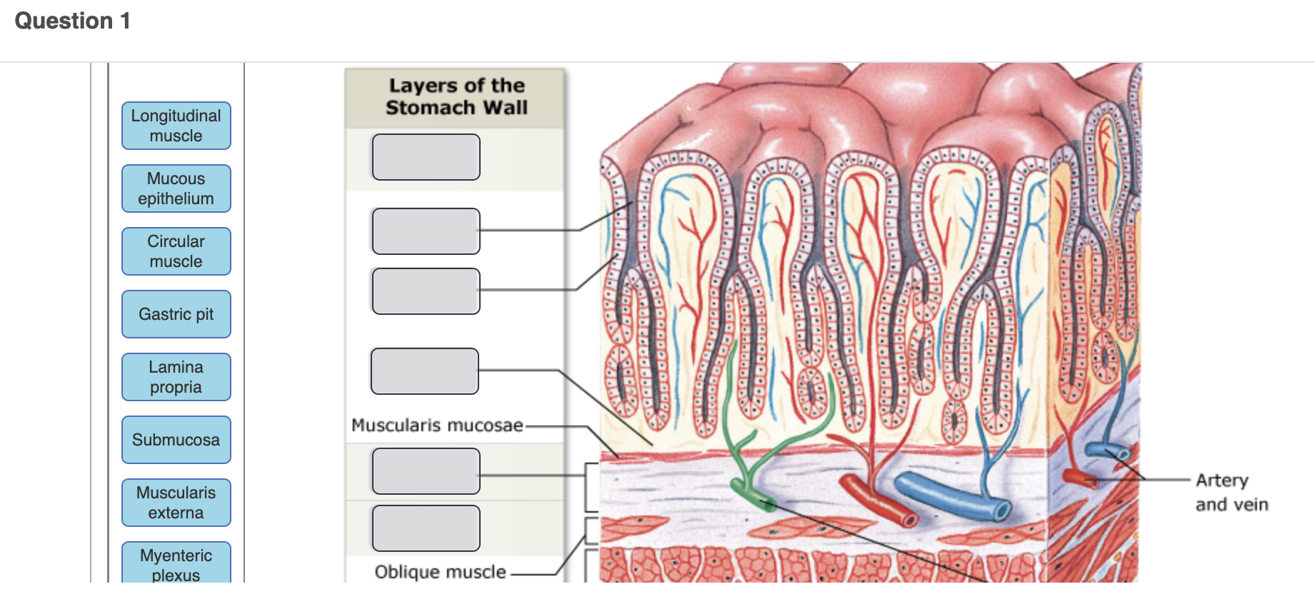 Solved Question 1 Layers of the Stomach Wall Longitudinal | Chegg.com