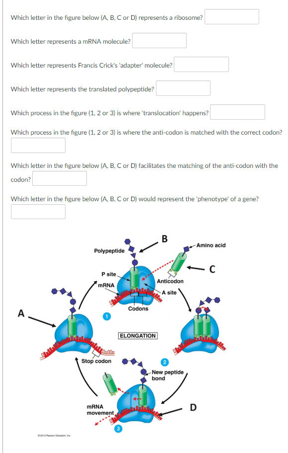 Solved Which statement below, best describes the process | Chegg.com