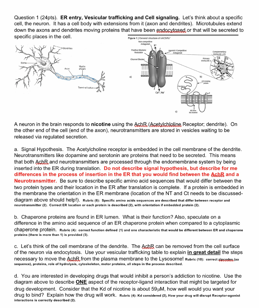 Solved Question 1 (24pts). ER entry, Vesicular trafficking | Chegg.com