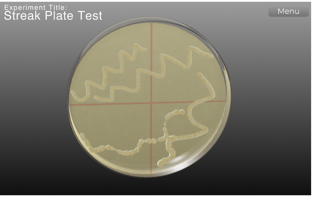 Solved Did you obtain isolated colonies of both organisms? | Chegg.com