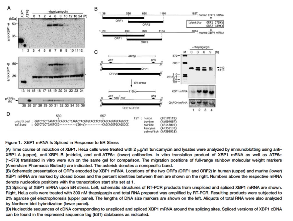 Solved RT-PCR is a technique that uses reverse transcriptase | Chegg.com