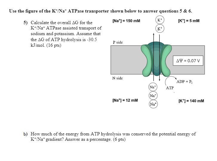 Solved Use the figure of the K+Na+ ATPase transporter shown | Chegg.com
