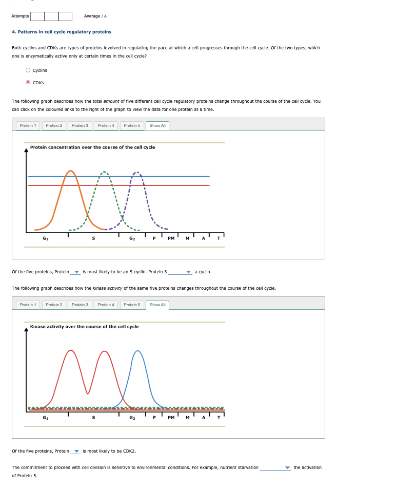 Solved 4. Patterns in cell cycle regulatory proteins Both | Chegg.com