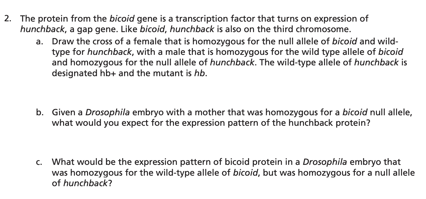 Solved The protein from the bicoid gene is a transcription | Chegg.com