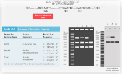 axl gene sequence axt gene sequence 06...AT | Chegg.com