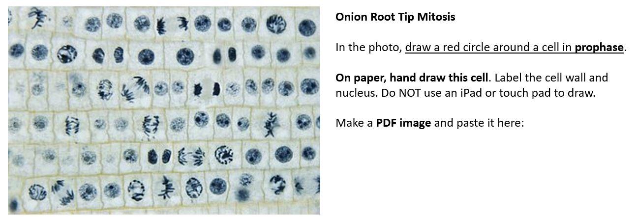 Solved Onion Root Tip Mitosis In the photo, draw a red | Chegg.com