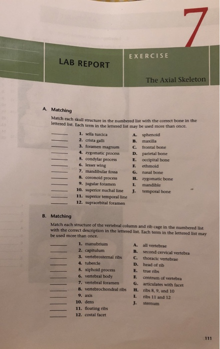 Solved EXERCISE LAB REPORT The Axial Skeleton A Matching | Chegg.com