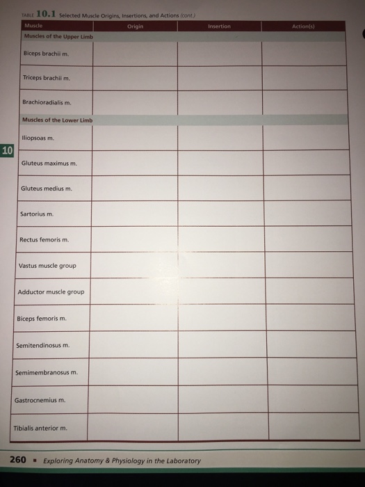 Solved Name Section Date Pre-Lab Exercise 10-3 Muscle | Chegg.com