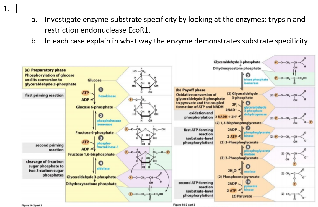 Solved 1 1 A Investigate Enzyme Substrate Specificity By