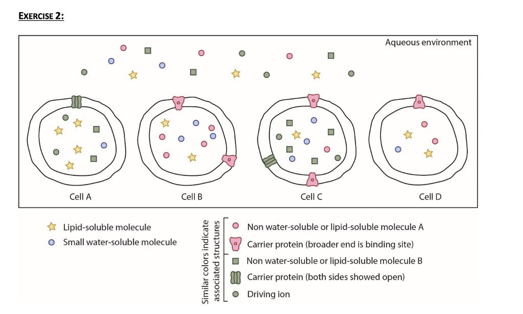 Solved EXERCISE 2: Aqueous environment Cell A Cell B Cell C | Chegg.com