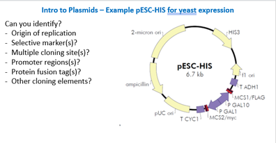 Solved Intro to Plasmids - Example pESC-HIS for yeast | Chegg.com