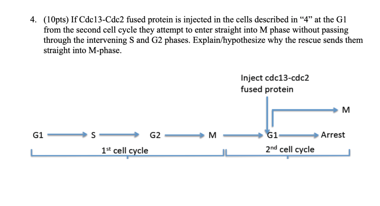 Solved 4. (10pts) If Cdc13-Cdc2 fused protein is injected in | Chegg.com