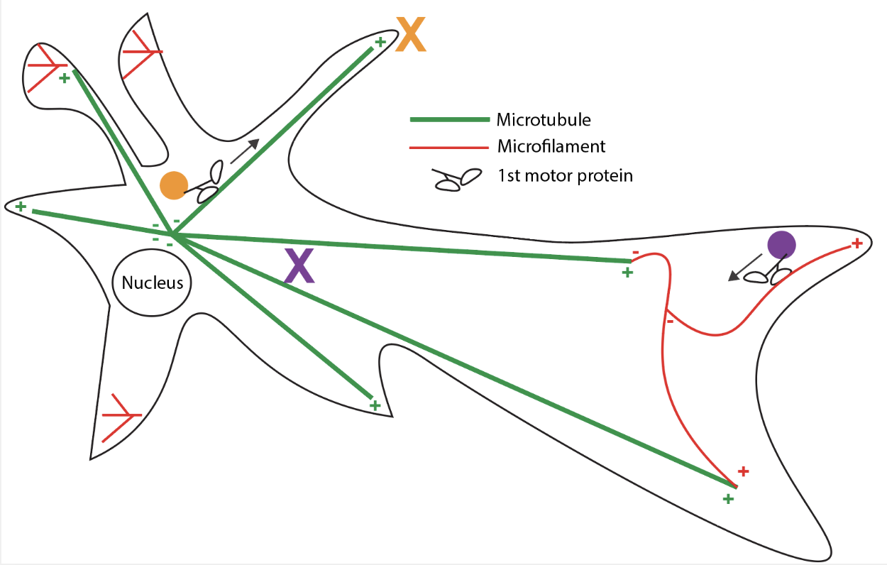 Solved See the cell below. Two paths this time. Name the | Chegg.com