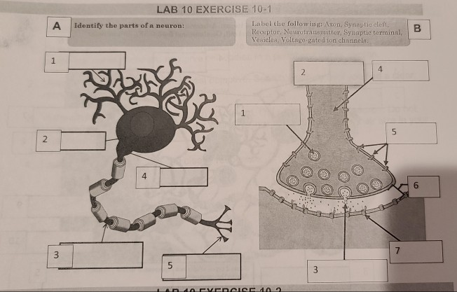 Solved Lab 10 Exercise 10 1 A Identify The Parts Of A 2561