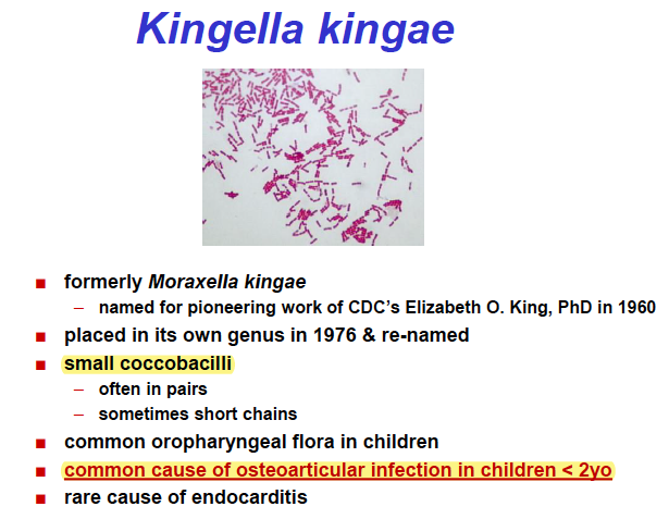 Moraxella Catarrhalis Gram Stain