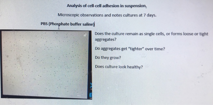 Solved Analysis of cell-cell adhesion in suspension | Chegg.com