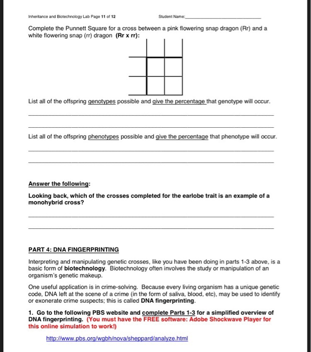 Solved Inheritance And Biotechnology Lab Page 1 Of 12 