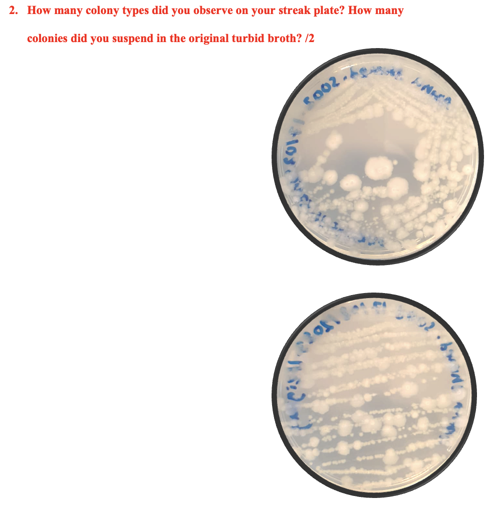 2. How many colony types did you observe on your | Chegg.com