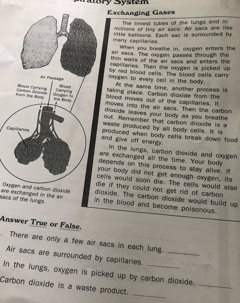 Solved etory System Exchanging Gases The tiniest tubes of | Chegg.com