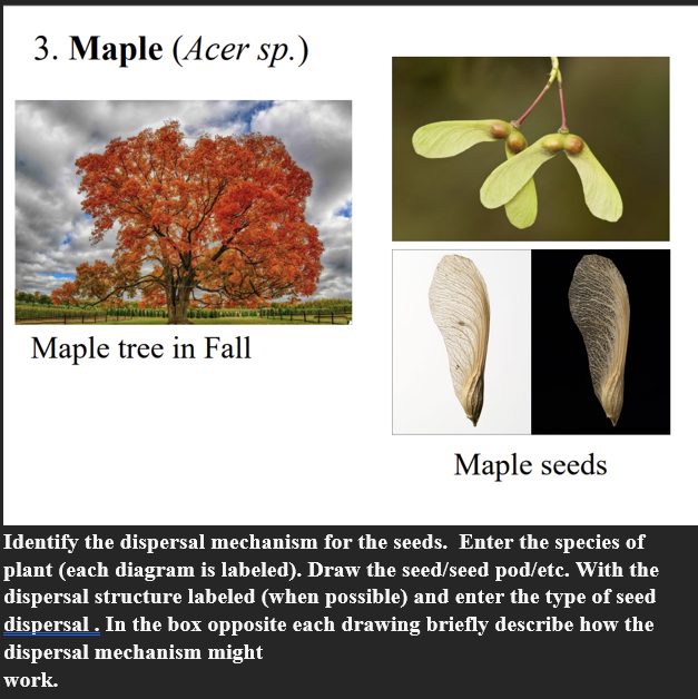 Tree Seeds Identification