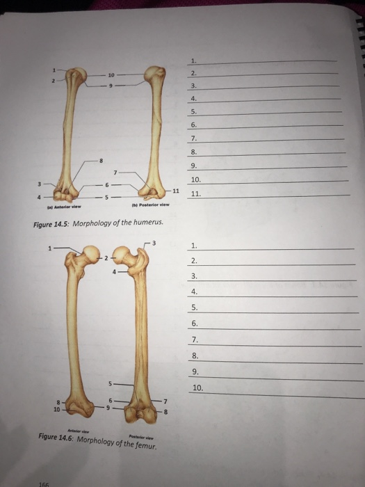 Solved F. Worksheet 14 Exercise 14.1: Anatomy and Morphology | Chegg.com
