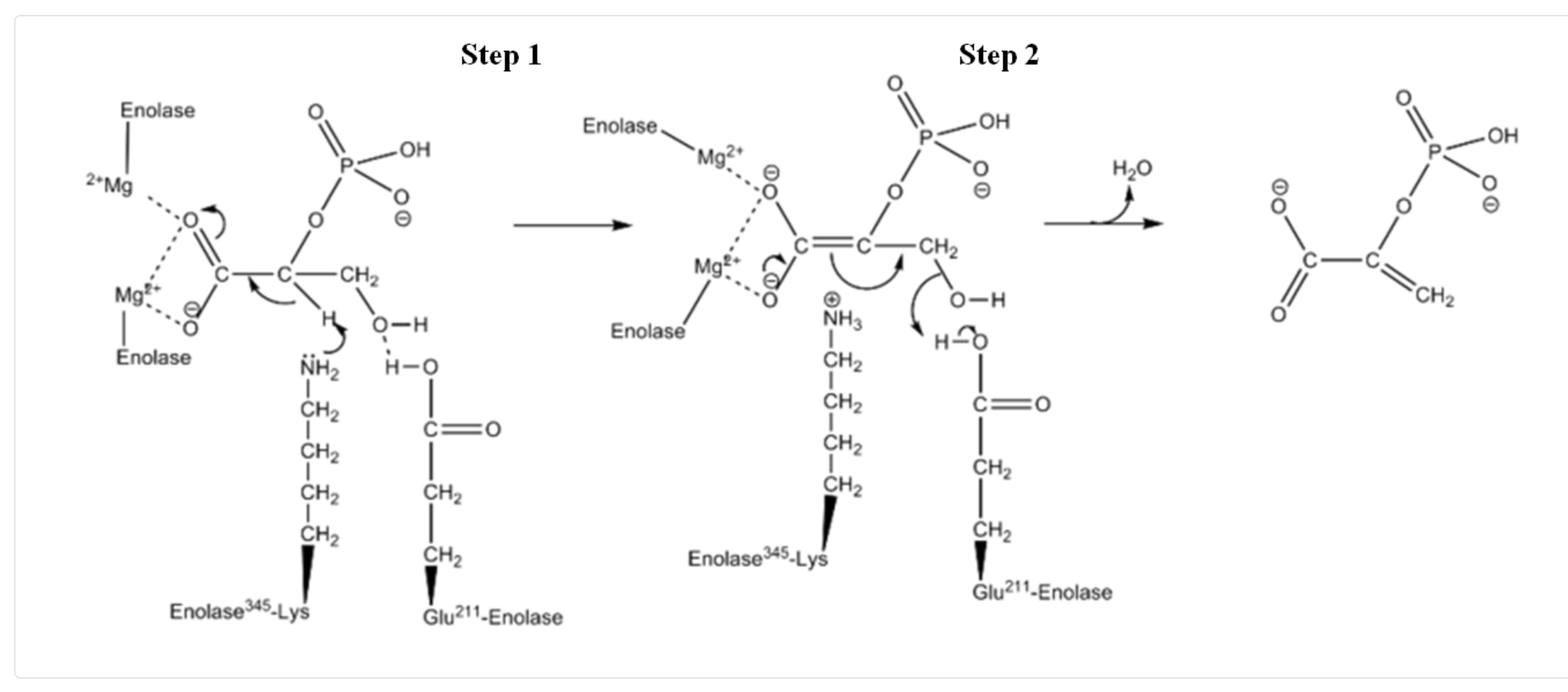 Solved Step 1 Step 2 Enolase C Nnatah tho dararintion afite | Chegg.com Solved Step 1 Step 2 Enolase C Nnatah tho dararintion afite | Chegg.com