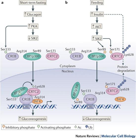 Solved CREB is shown binding to the CRE site. What kind of | Chegg.com
