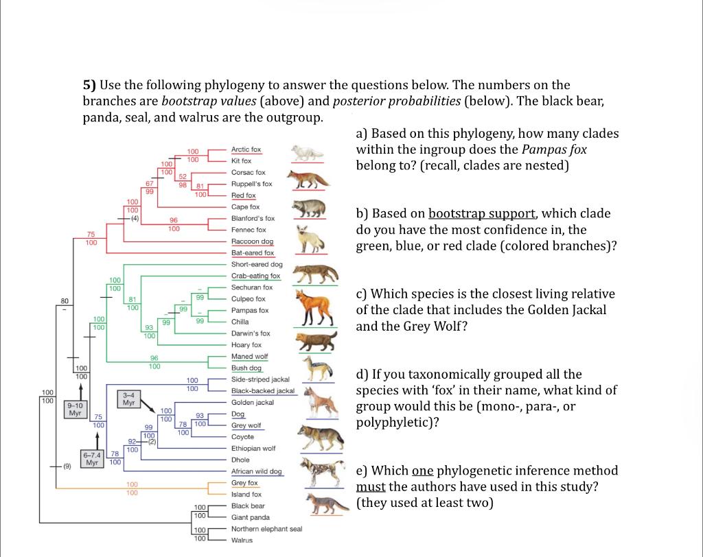 Solved 5) Use the following phylogeny to answer the | Chegg.com