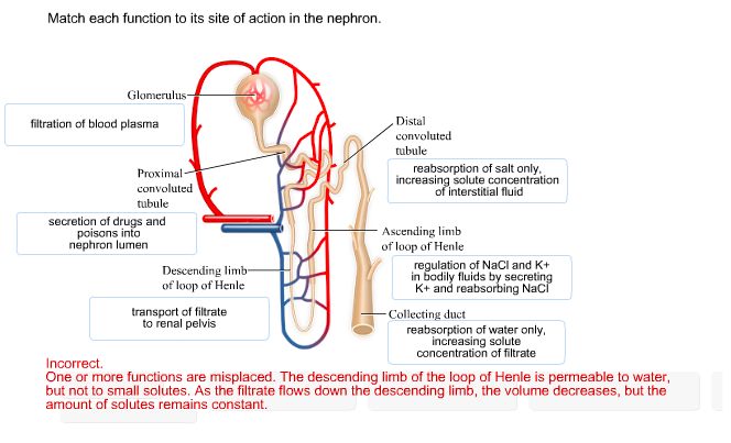 Solved Match each function to its site of action in | Chegg.com