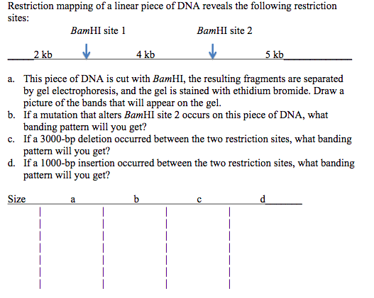 Solved Restriction mapping of a linear piece of DNA reveals | Chegg.com