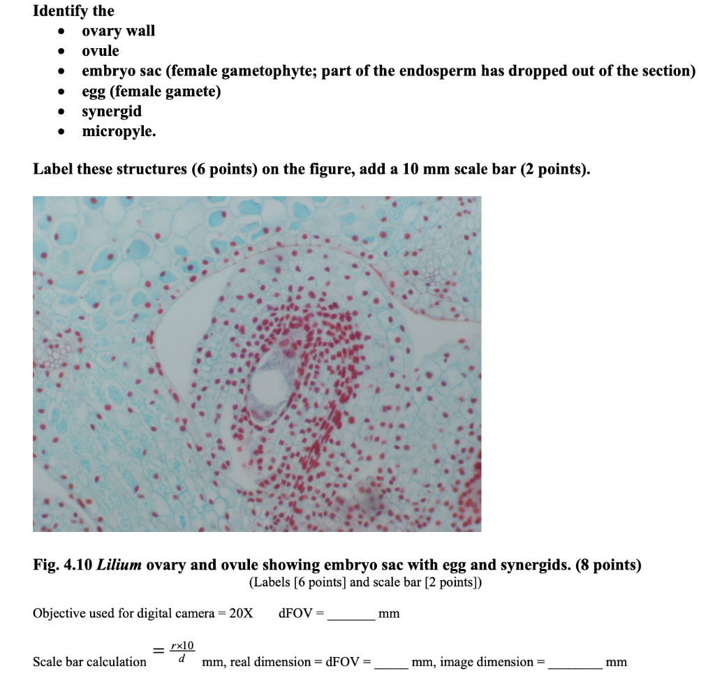 Solved Identify the ovary wall ovule embryo sac (female | Chegg.com